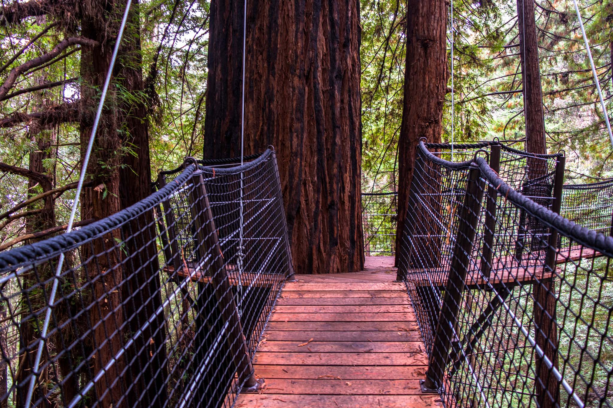 Sky Bridge Trails and Suspension Bridges - Bonsai Design | World-Class ...